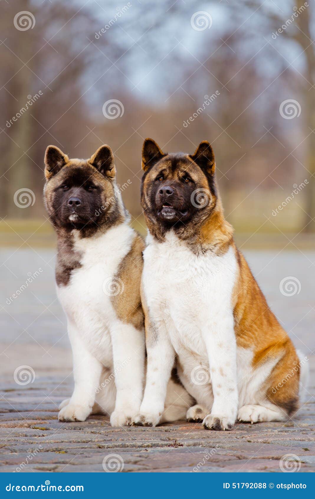 Two American Akita Dogs Outdoors Stock Photo - Image of healthy, close ...