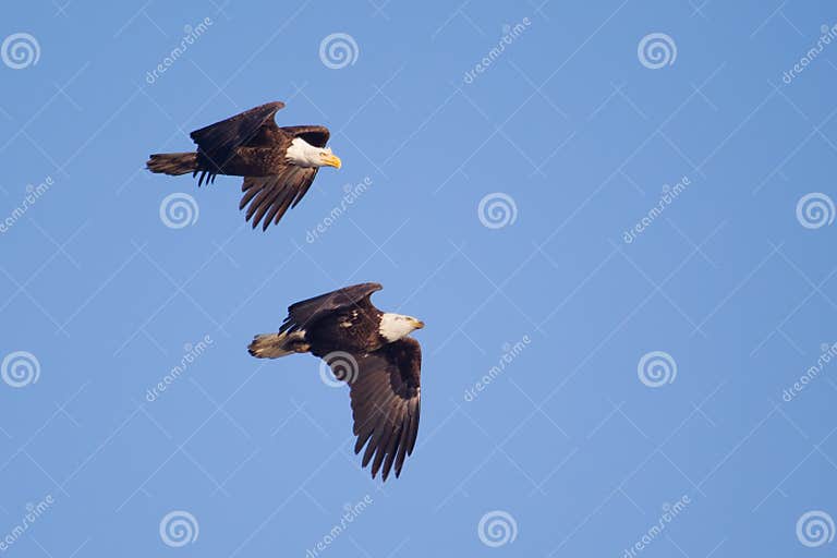 Two American Bald Eagles in Flight Stock Photo - Image of prey, bald ...
