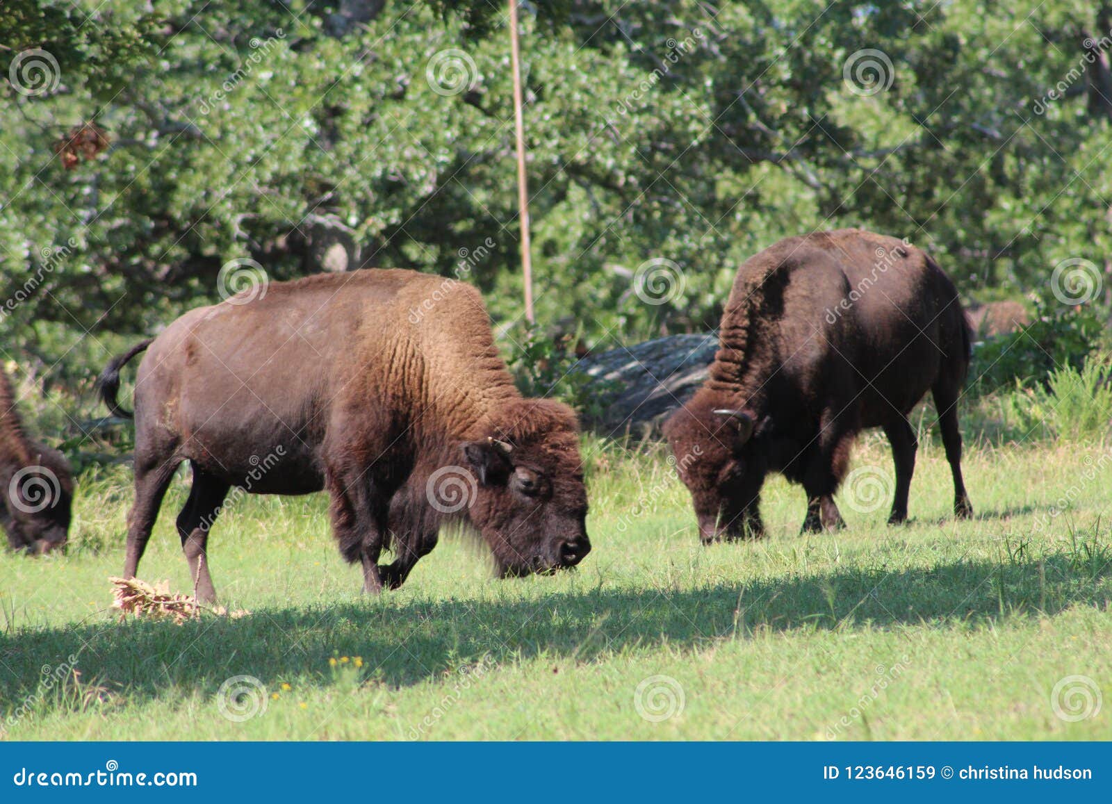 Two bison stock image. Image of american, grazing, mammal - 123646159