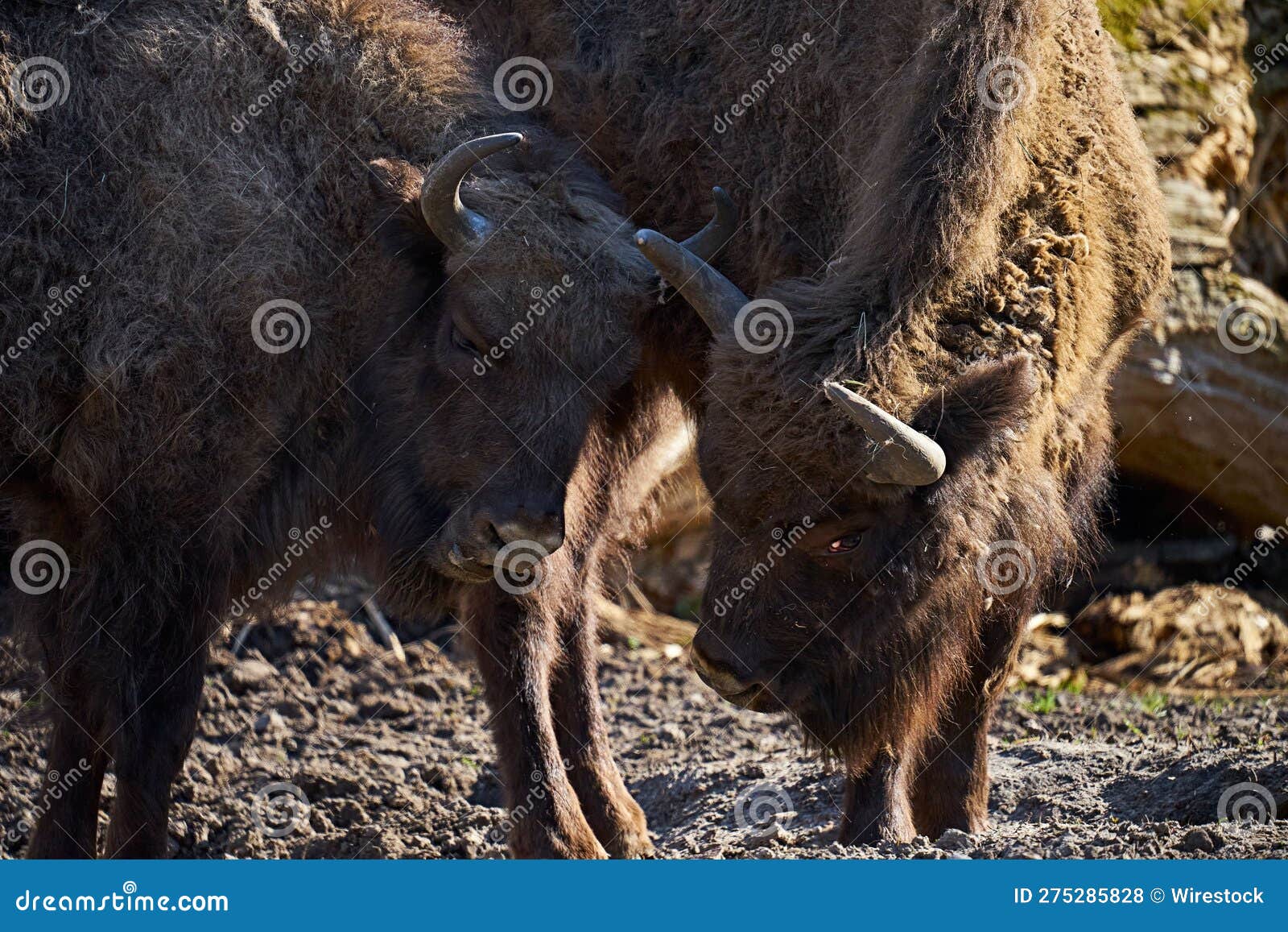 Two American Bison Standing Next To Each Other Stock Photo - Image of ...