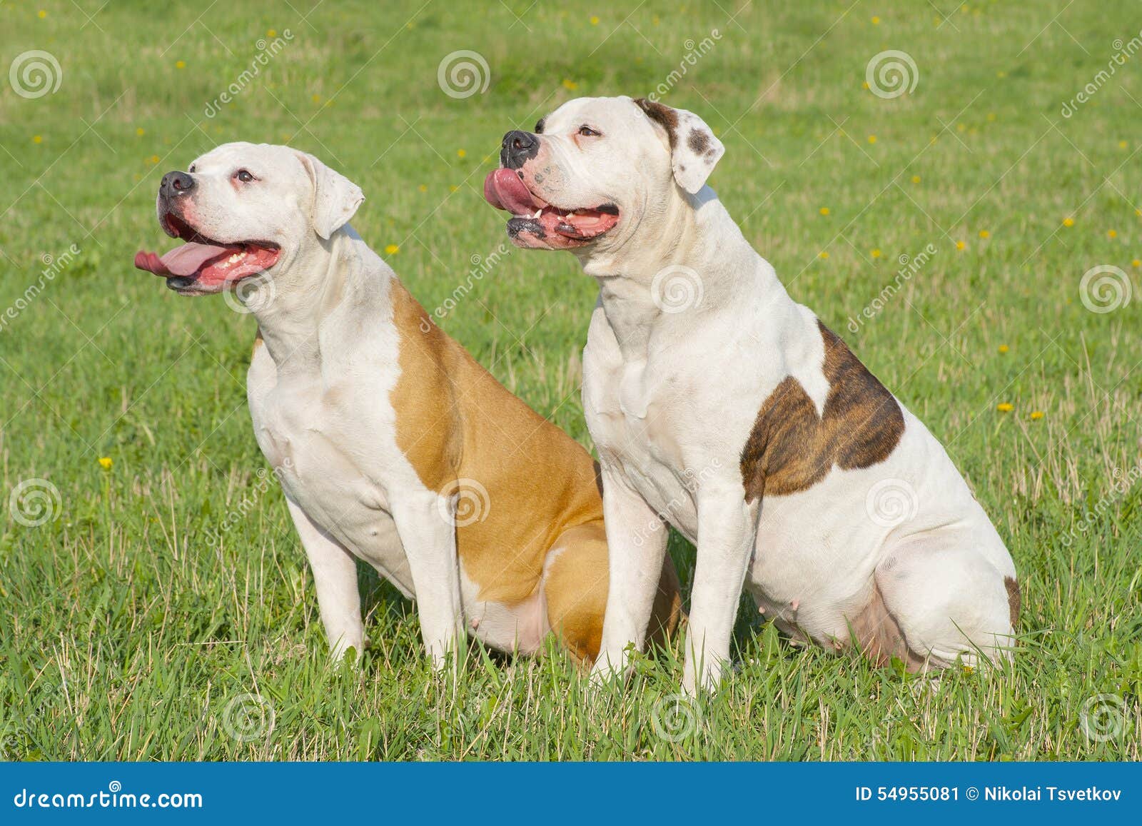 Two American bulldogs stock image. Image of nature, mammal - 54955081