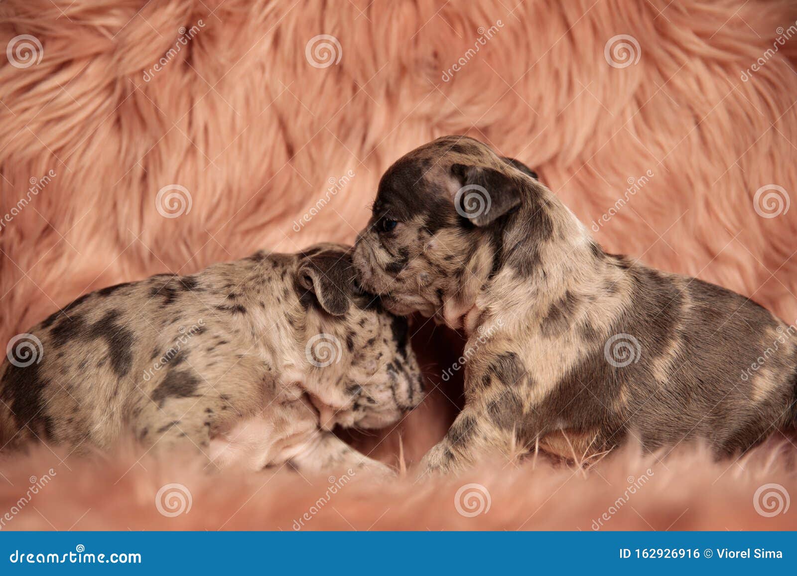 Why Do Dogs Stand Over Each Other