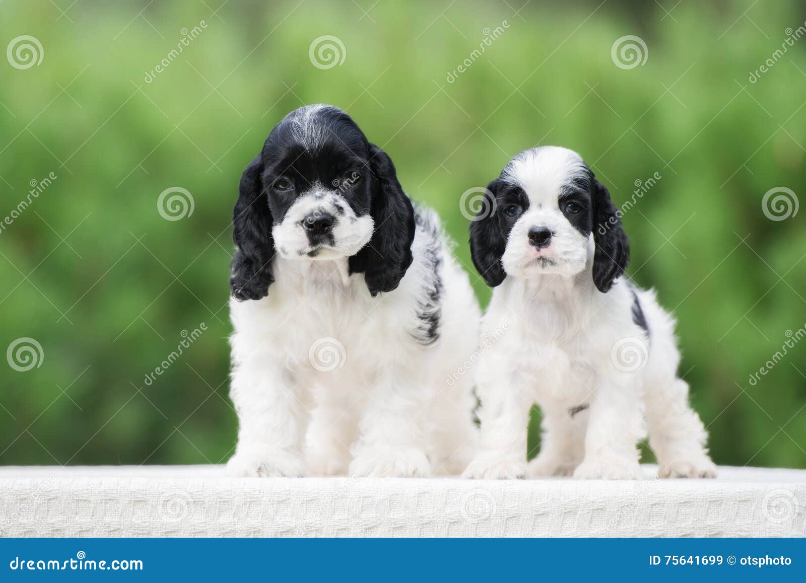 Two American Cocker Spaniel Puppies Outdoors Stock Image - Image of ...