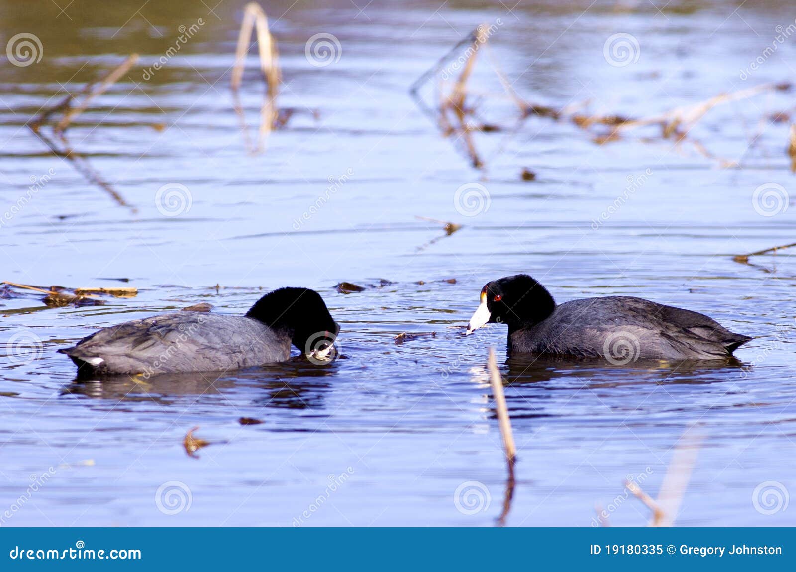 Two American coots. stock image. Image of black, waterfowl - 19180335