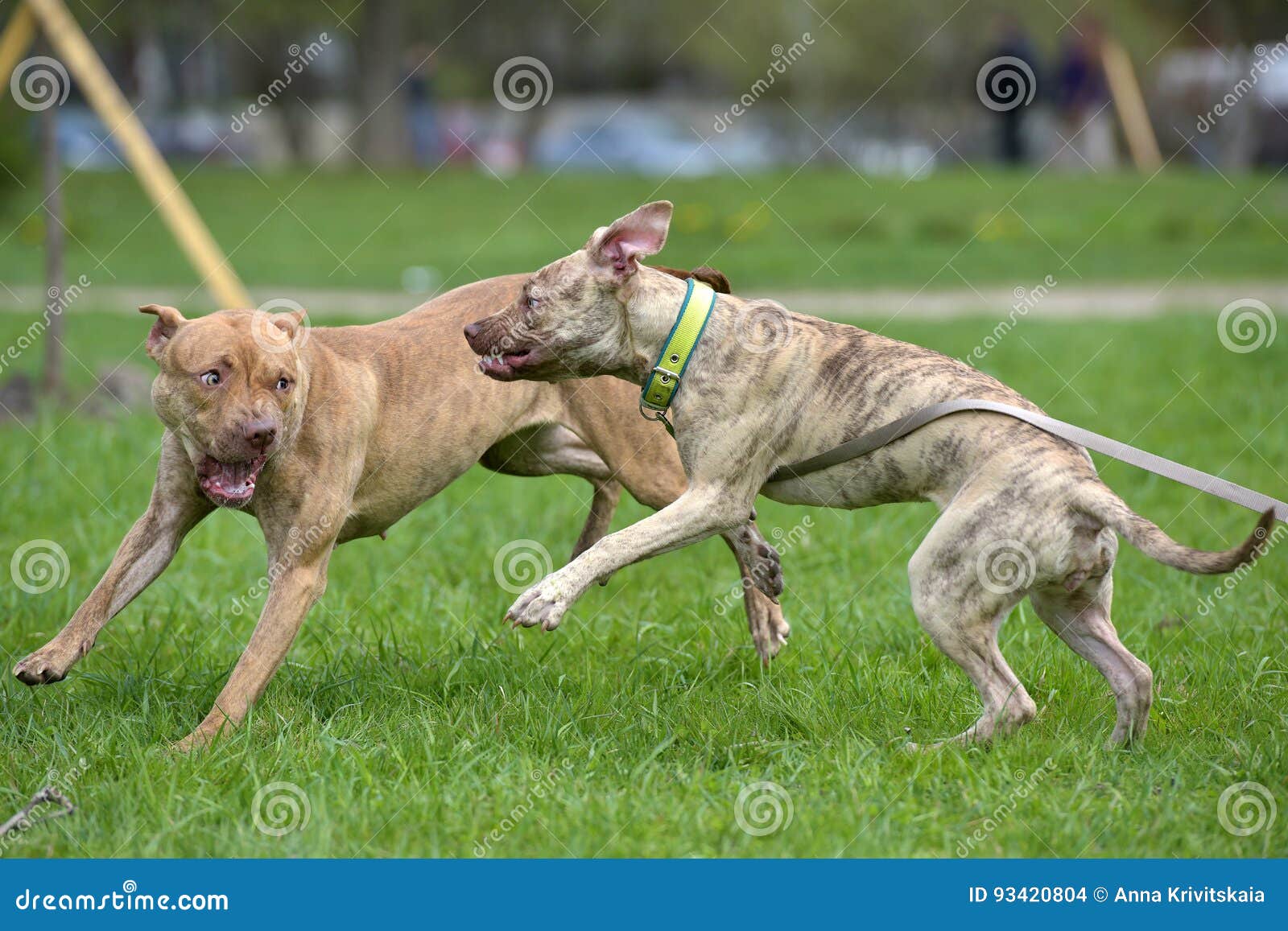Two American Pit Bull Terrier Playing Stock Photo - Image of american ...