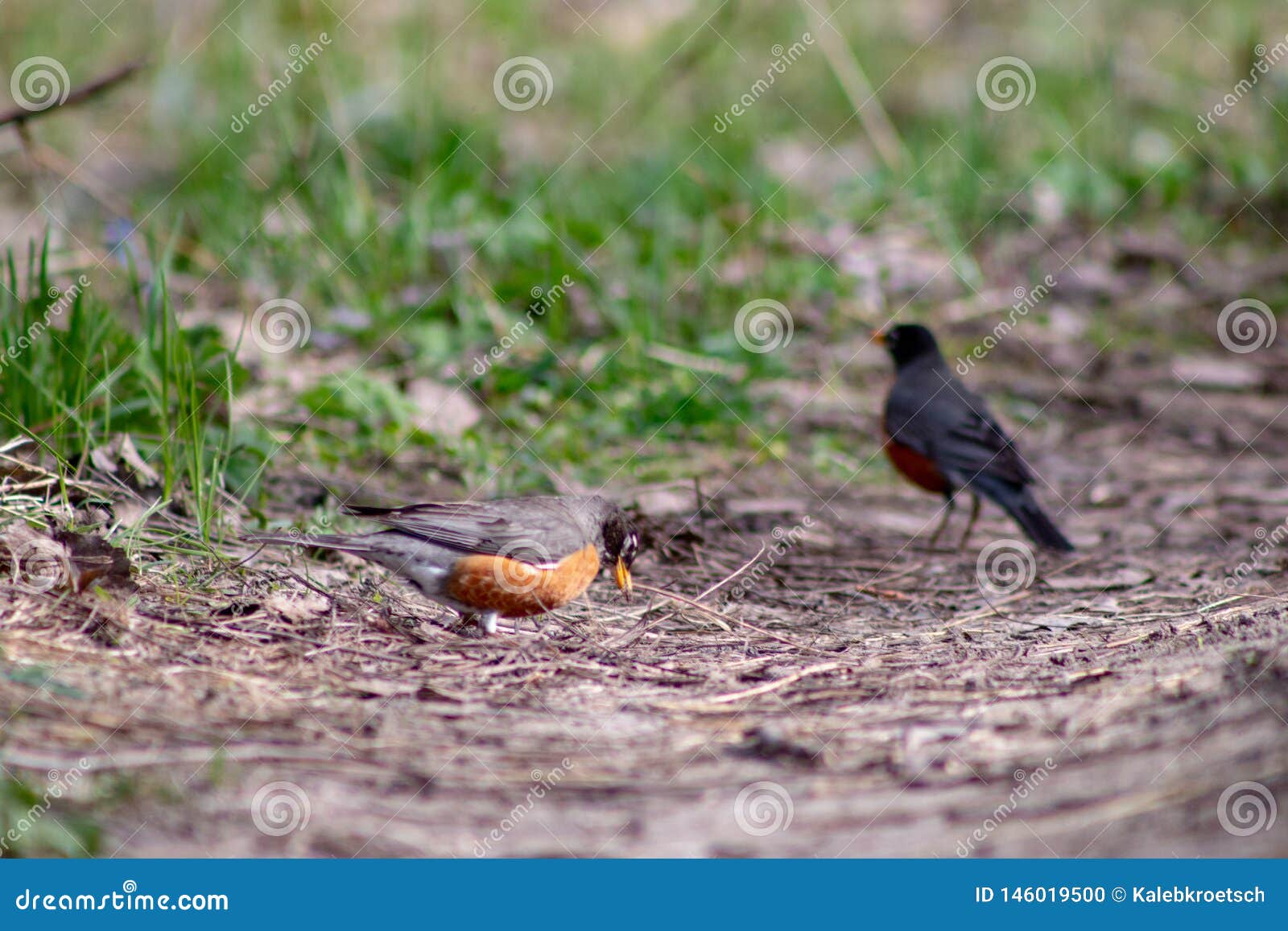 Two American Robins in Field of Wildflowers Stock Photo - Image of ...