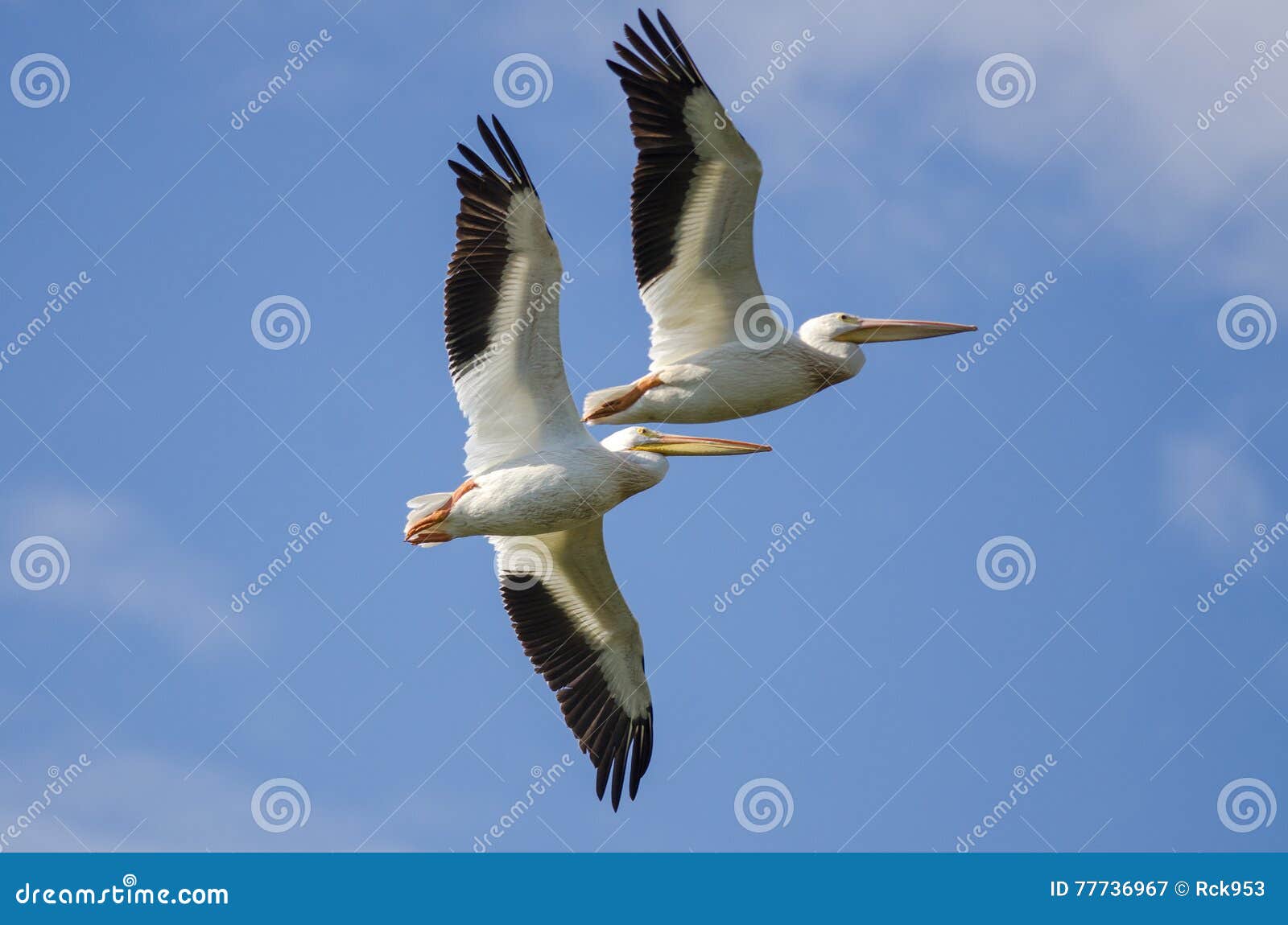 Two American White Pelicans Flying in a Blue Sky Stock Image - Image of ...