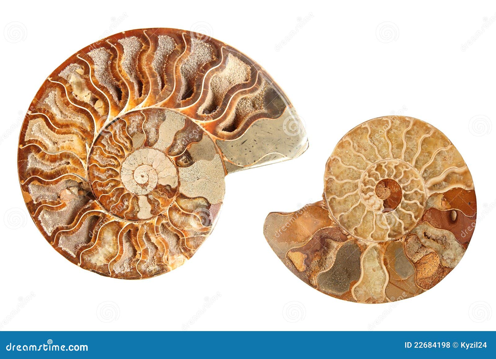 260 White Ammonites Stock Photos - Free & Royalty-Free Stock Photos ...