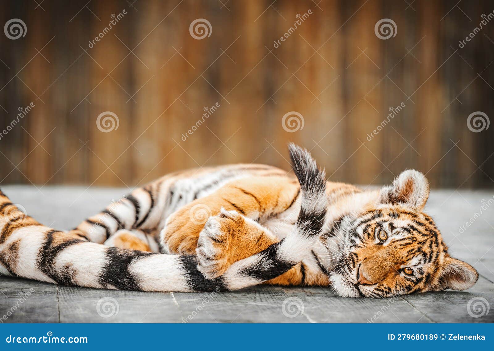 Two Amur Tiger Cub Plays with Its Mother S Tail Stock Image - Image of ...