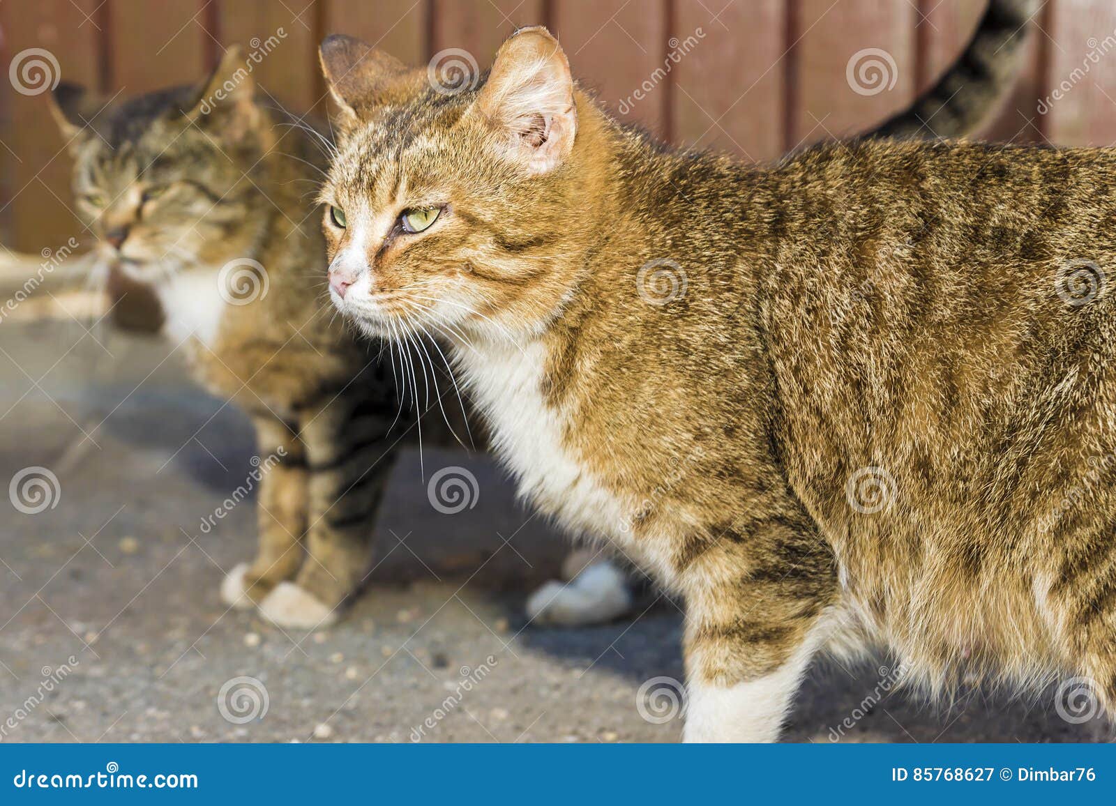 Two Amusing Striped Street Cats Stock Image - Image of nature, amusing ...