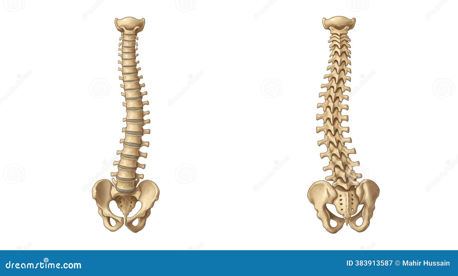 Human Vertebral Column In Anterior Posterior View, With Spine Parts ...