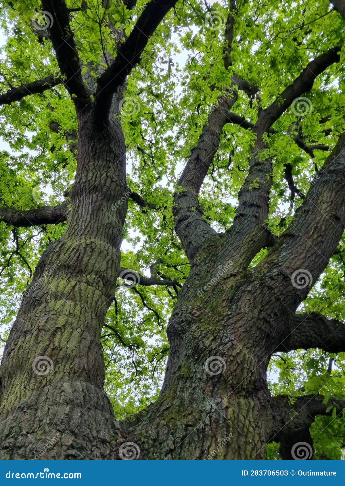 Two Old Trees Looking in To the Sky Stock Image - Image of tree, trunk: 283706503