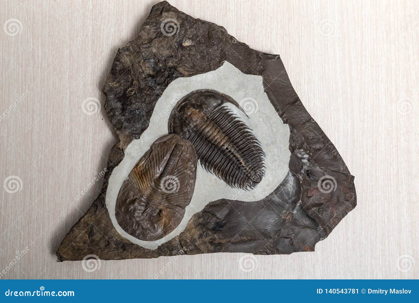 Ancient Trilobites In A Stone. 500 Million Year Old Trilobite ...