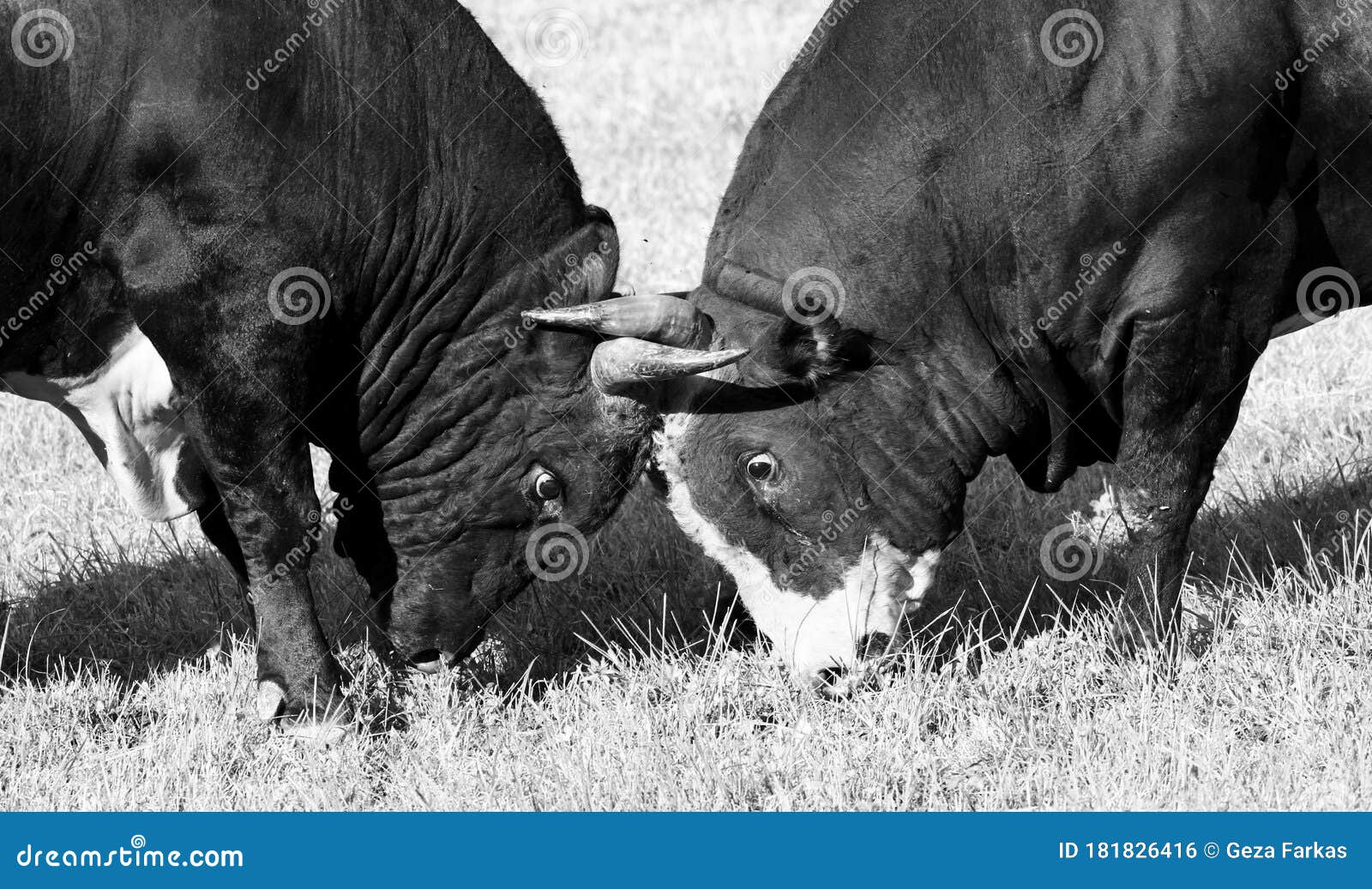 Two Angry Bulls are Fighting Stock Photo - Image of pasture, angry ...