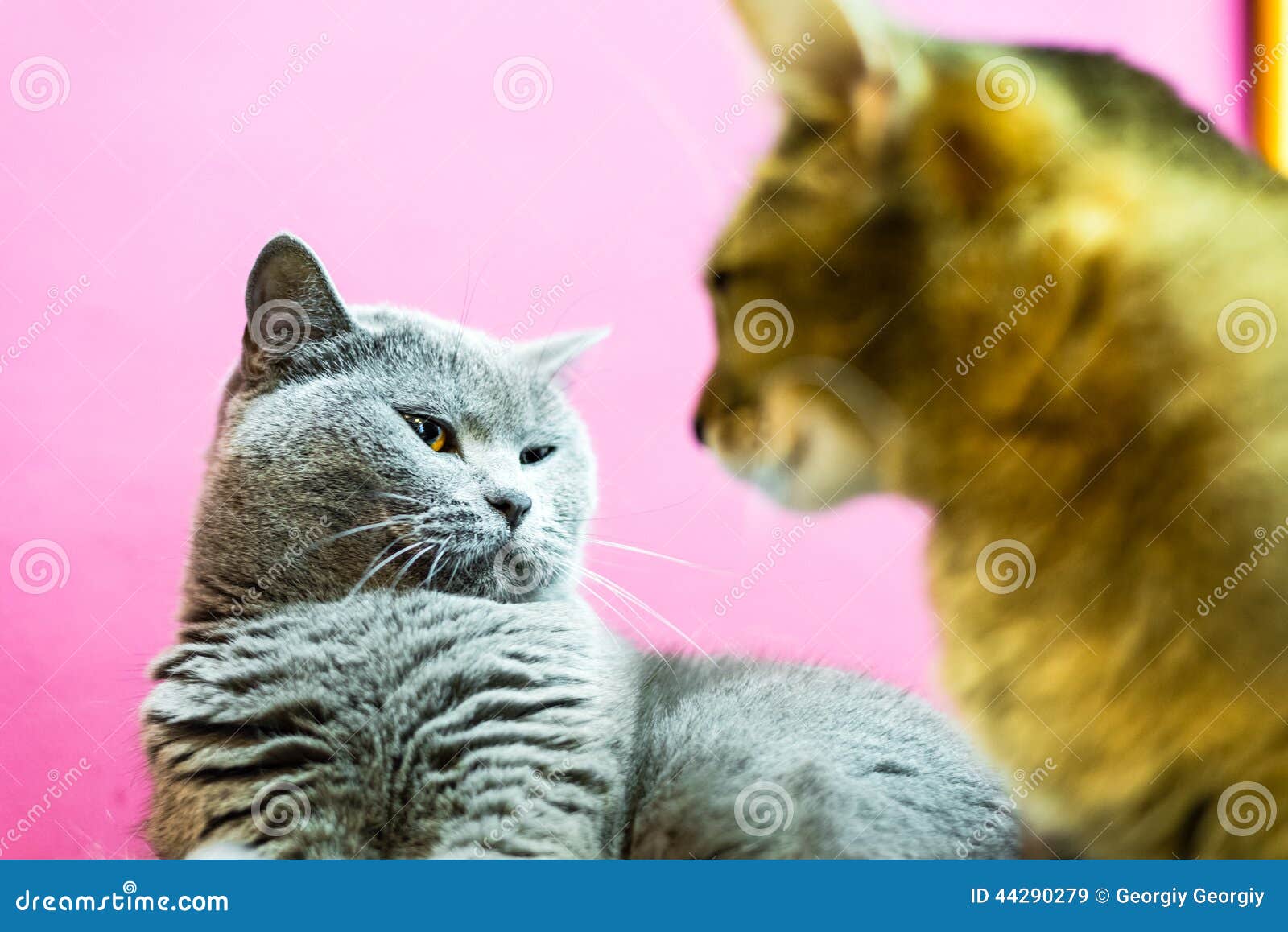 Two angry cats stock image. Image of curiosity, imponieren - 44290279