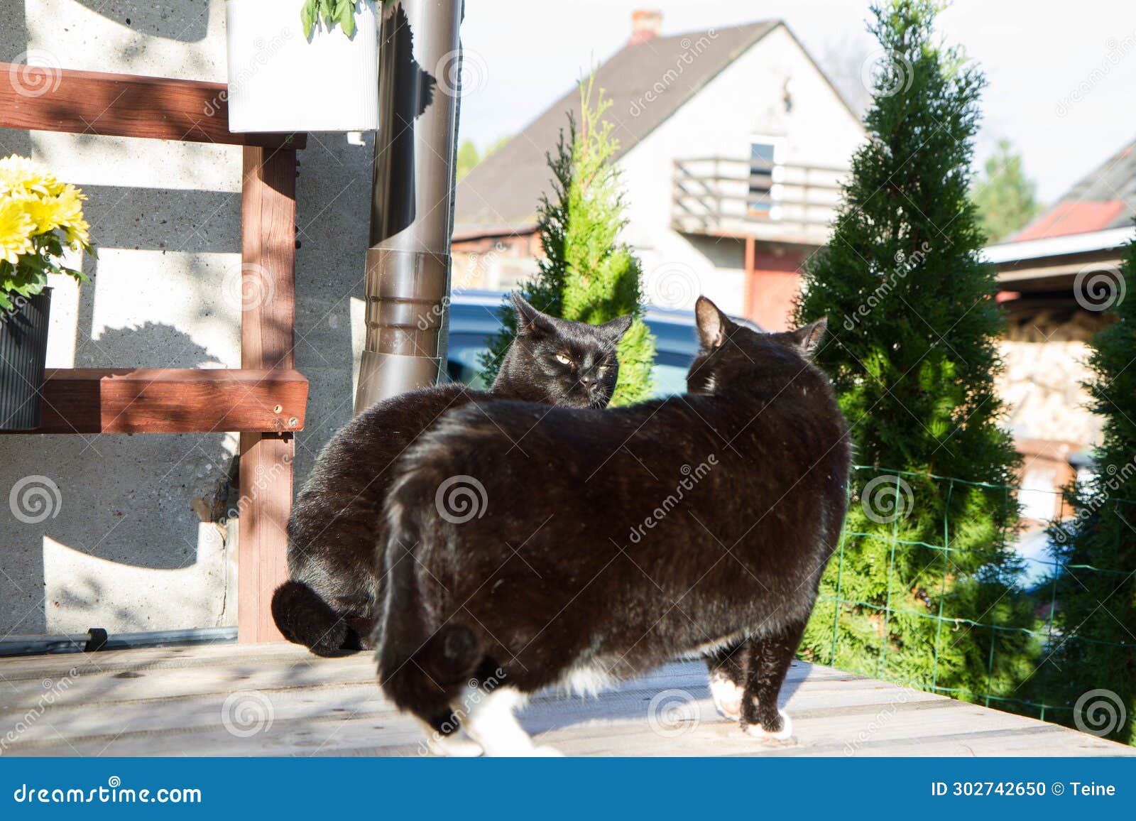 Two angry cats stock photo. Image of black, hiss, adorable - 302742650