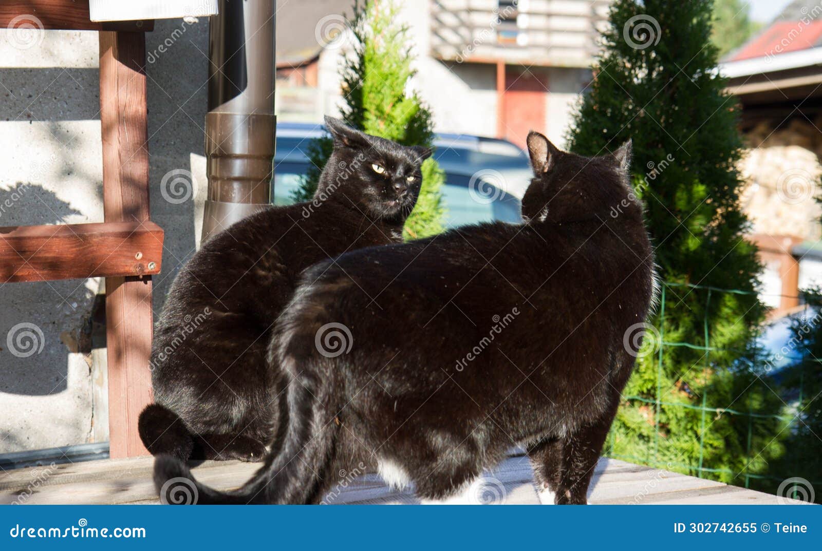 Two angry cats stock image. Image of aggression, animal - 302742655