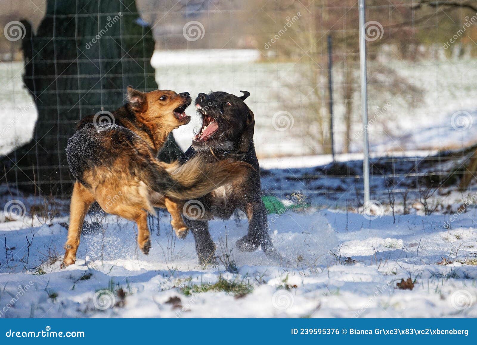 Two Angry Dogs are Playing in the Garden in the Snow Stock Photo ...