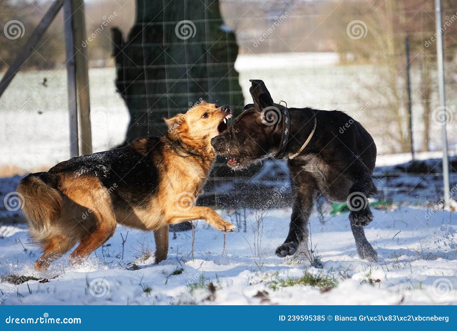 Two Angry Dogs are Playing in the Garden in the Snow Stock Image ...