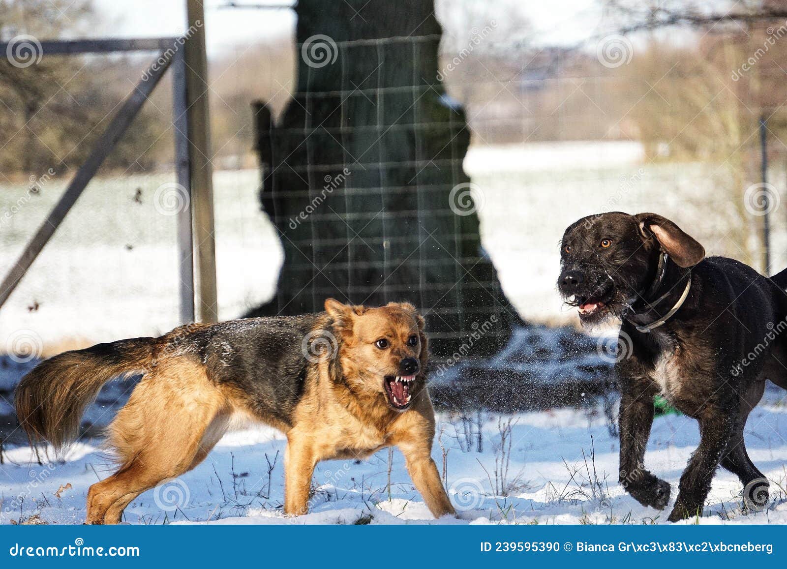 Two Angry Dogs are Playing in the Garden in the Snow Stock Photo ...