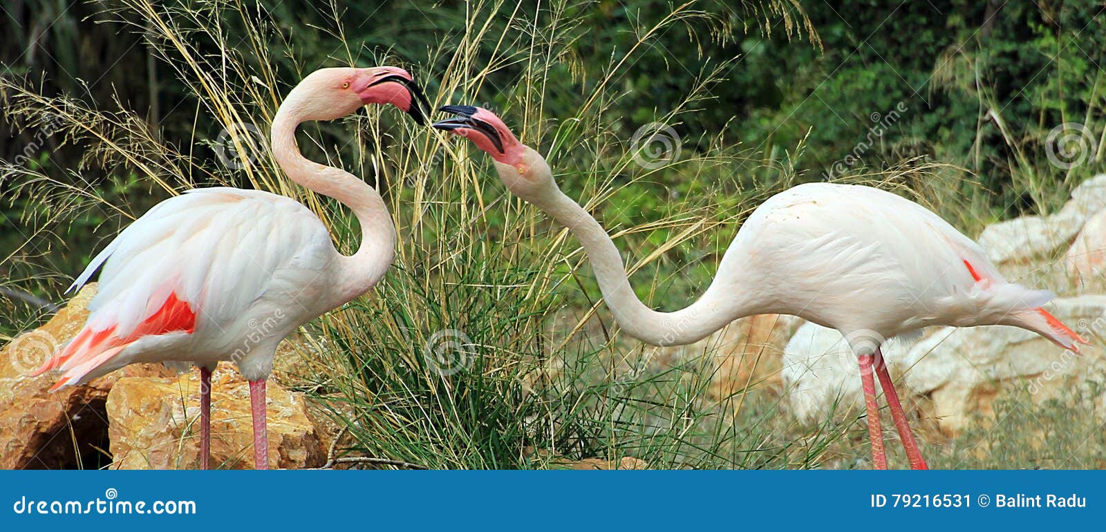 Two angry flamingos stock image. Image of feather, angry - 79216531