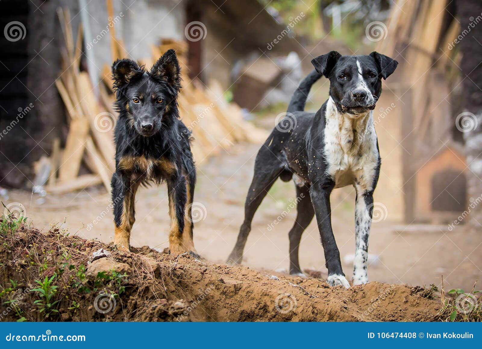 Two angry guard dogs stock photo. Image of animal, brown - 106474408