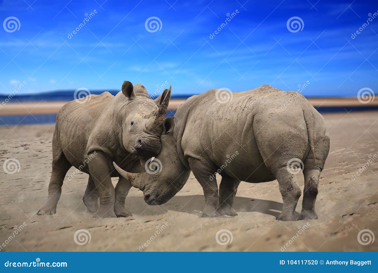 Angry Rhino Head Photos - Free & Royalty-Free Stock Photos from Dreamstime