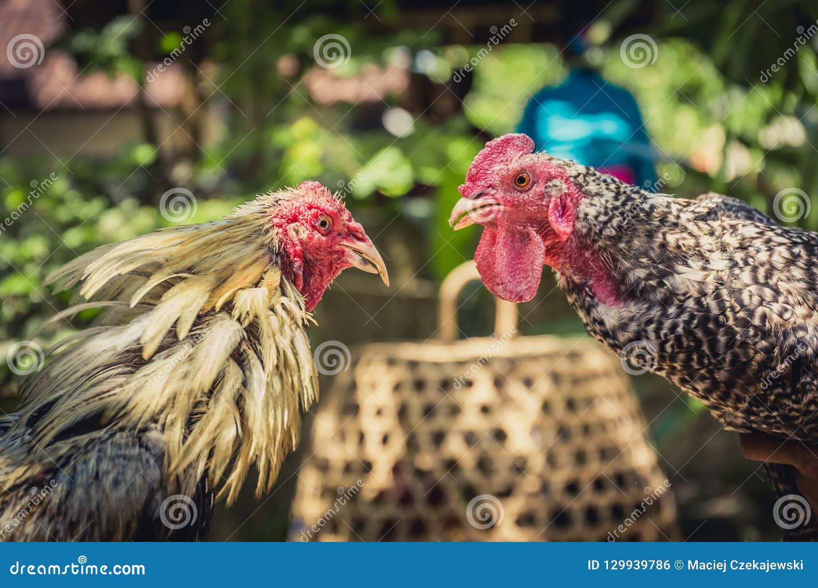 Two angry roosters stock photo. Image of feather, closeup - 129939786