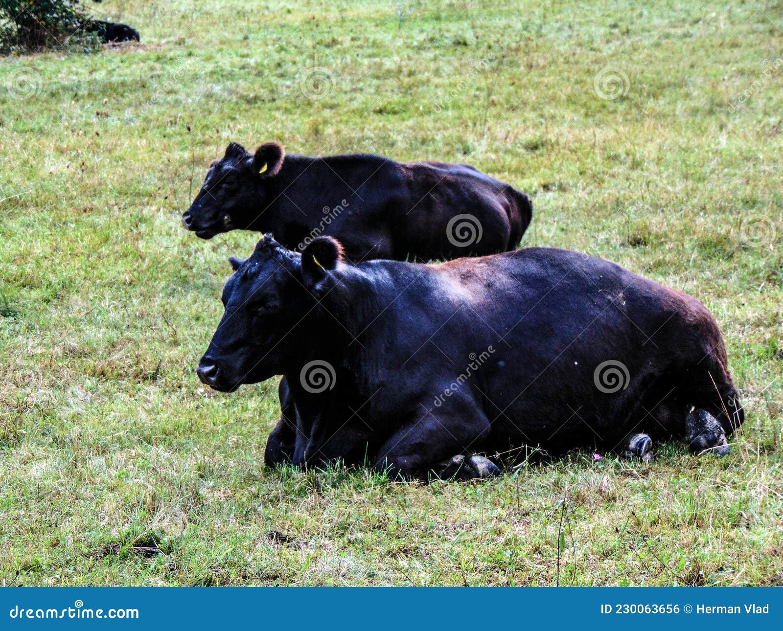 Two Angus Cows are Sitting in the Field Stock Photo - Image of field ...