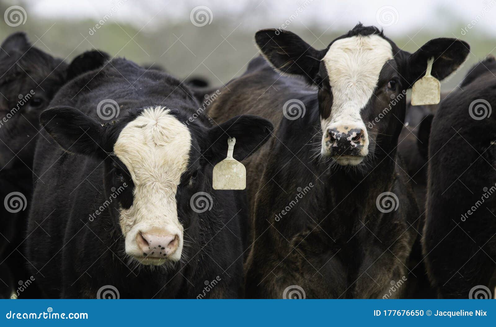 Two Angus crossbred calves stock photo. Image of calves - 177676650