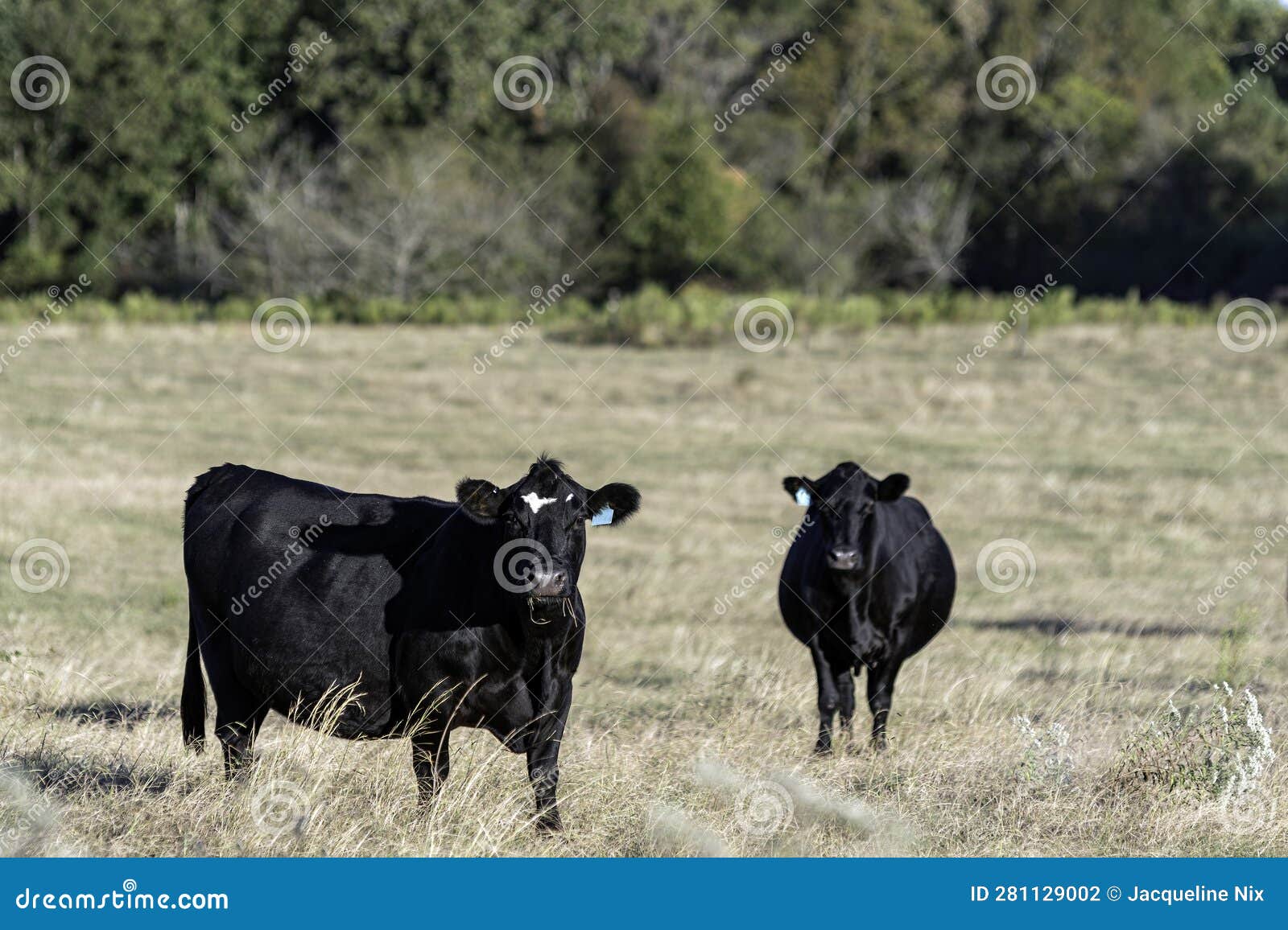 Two Angus Crossbred Cows in Brown Grass Pasture Stock Photo - Image of ...