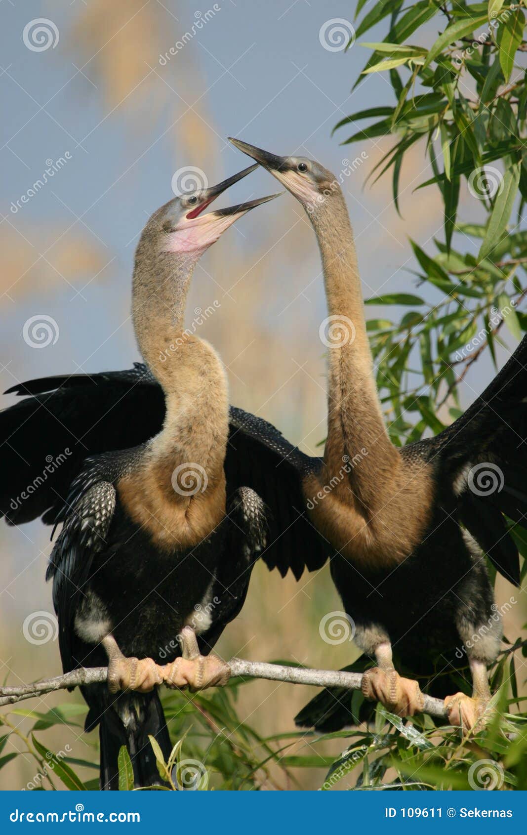 Two anhingas stock image. Image of wetlands, animals, tropical - 109611