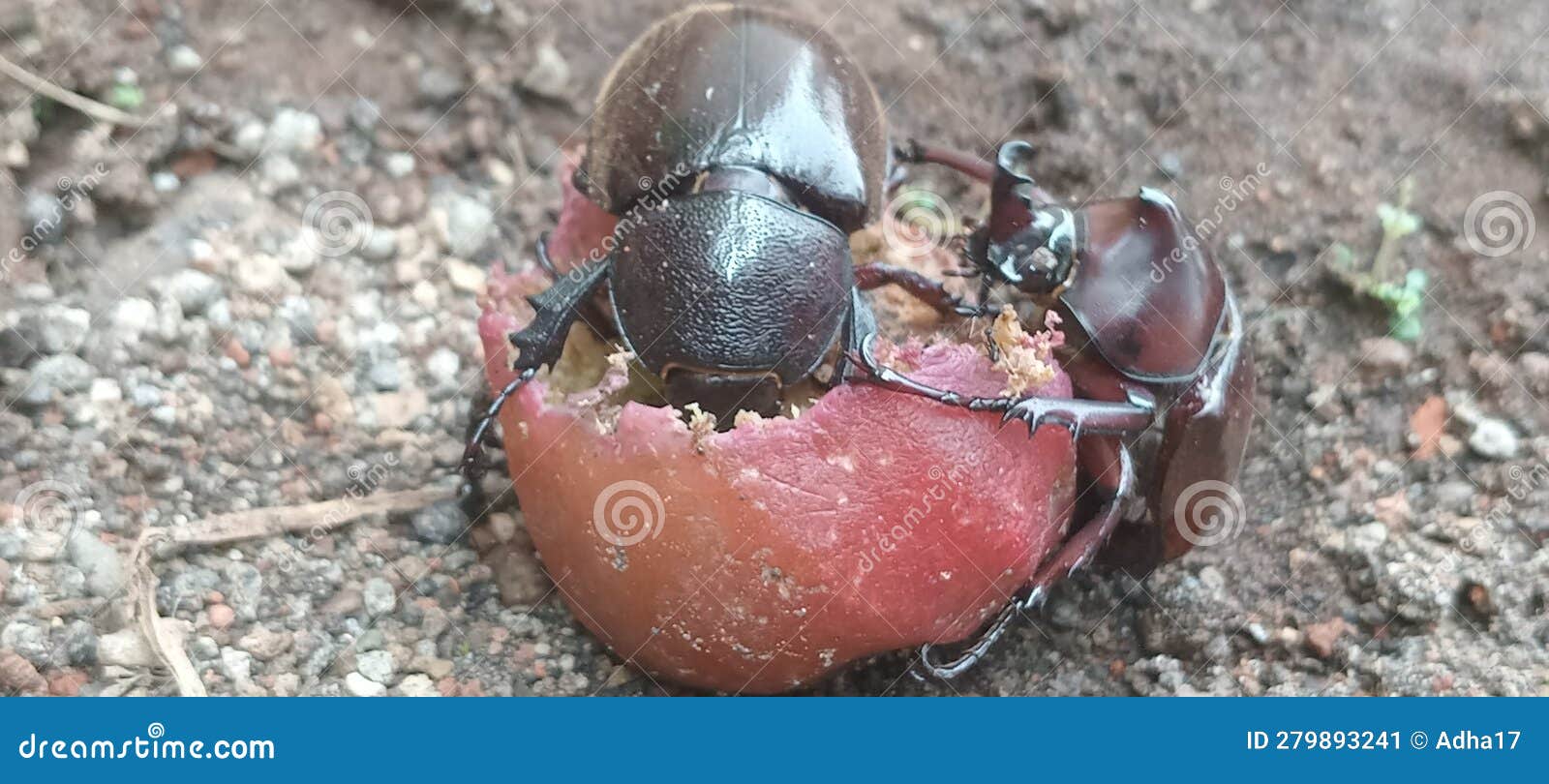 Two Animal beetle eating stock image. Image of beetle - 279893241