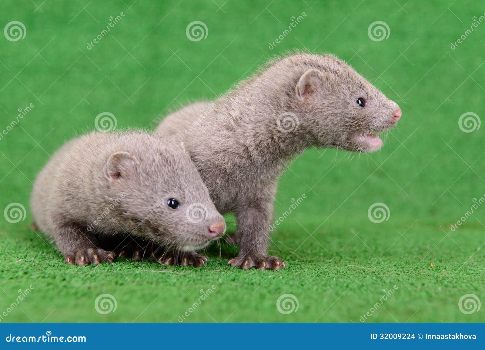 Two animal mink stock photo. Image of polecat, domestic - 32009224