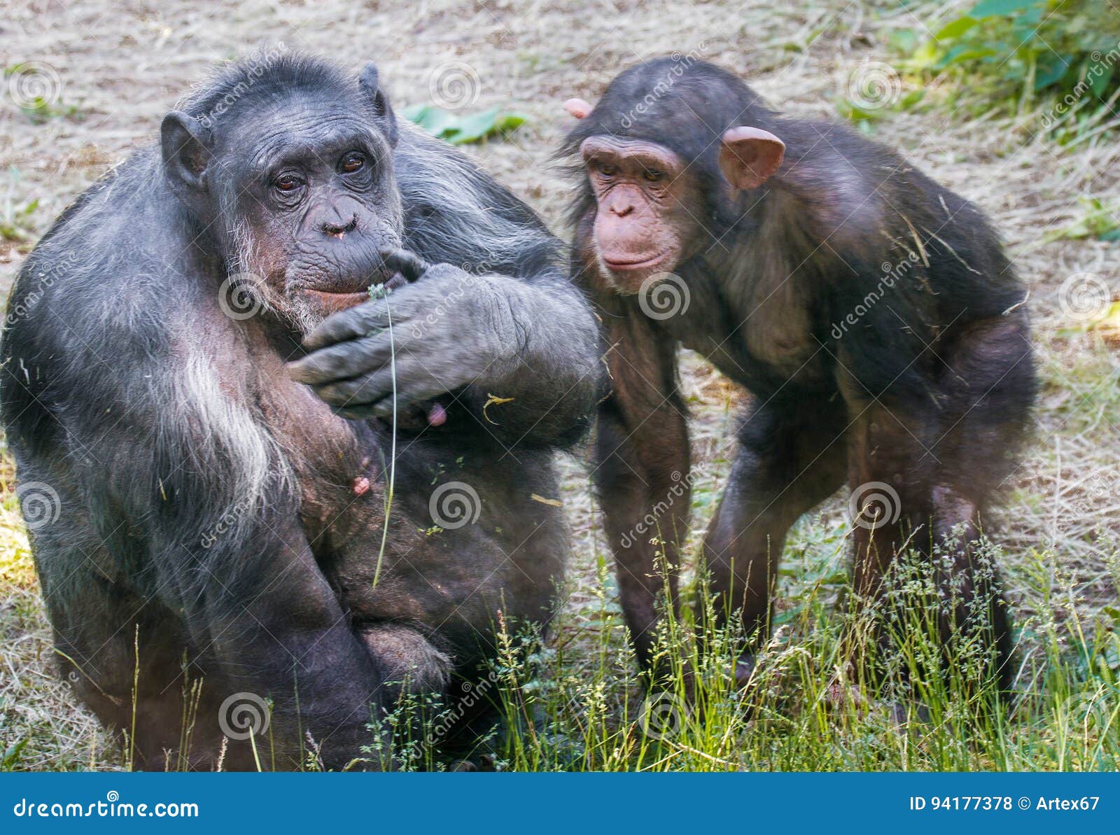 Two Animals Chimpanzee Female with Cub Stock Photo - Image of summer ...