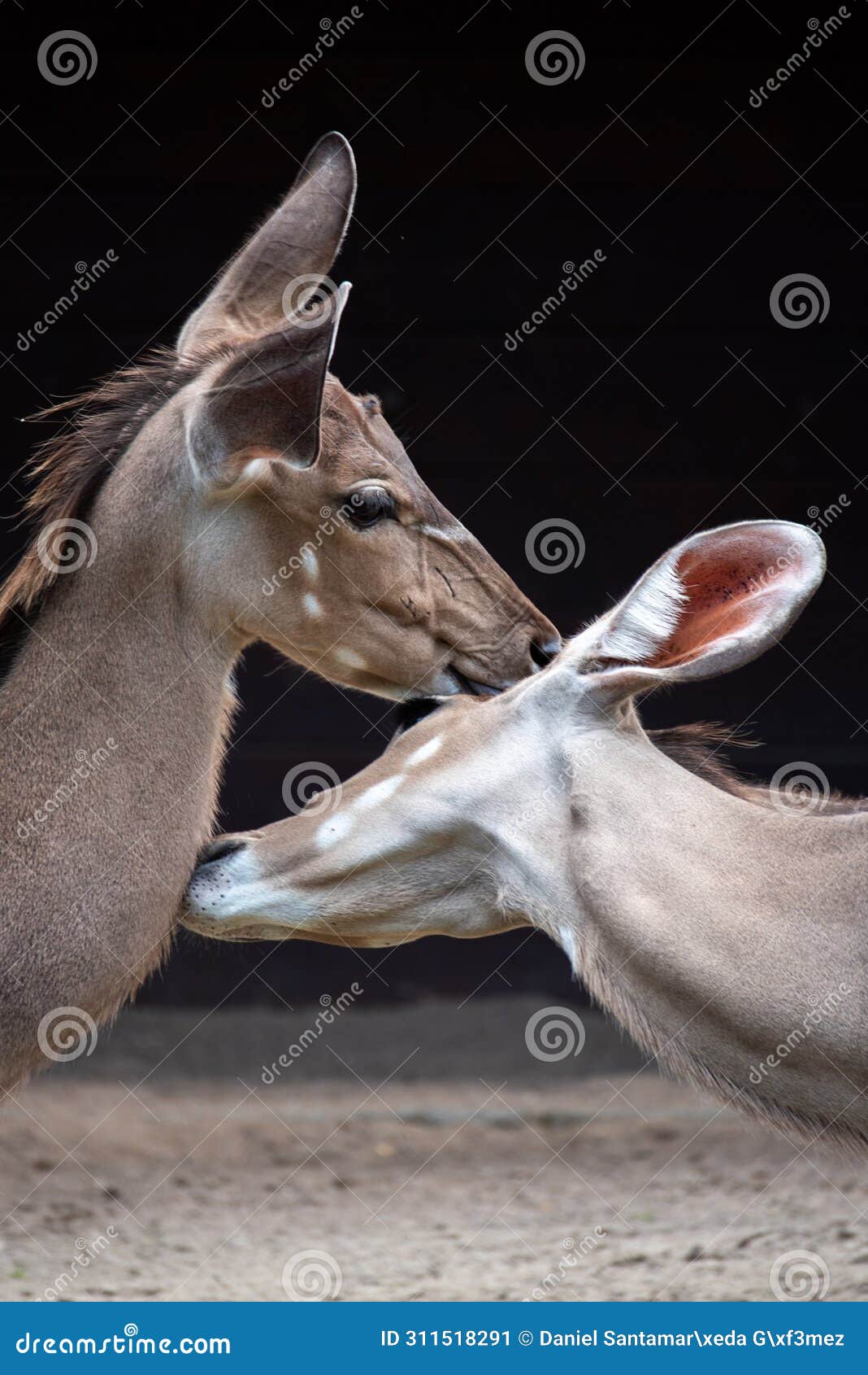 Two animals kissing stock image. Image of horn, deer - 311518291