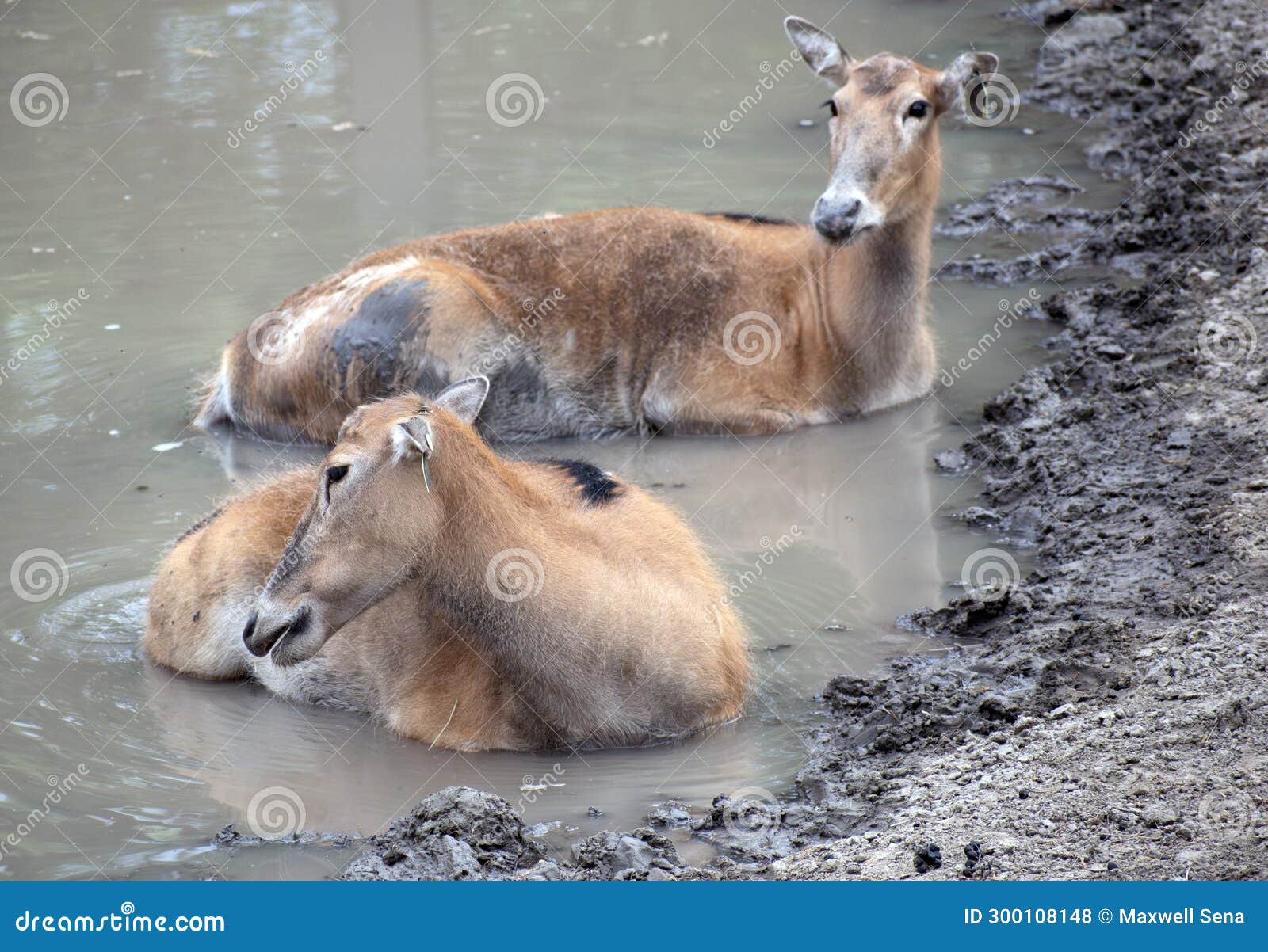 Two Animals Resting in the Water Stock Photo - Image of animal, muddy ...