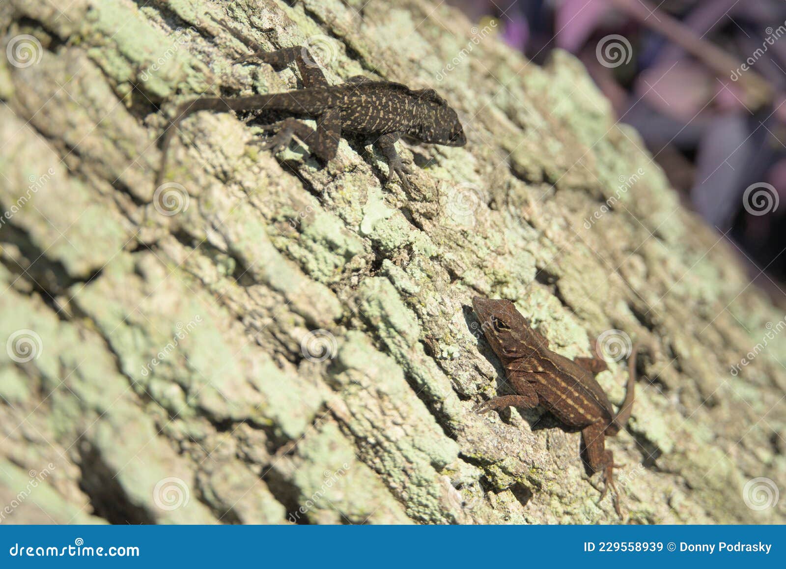 Chameleon Lizards Royalty-Free Stock Photo | CartoonDealer.com #90643929