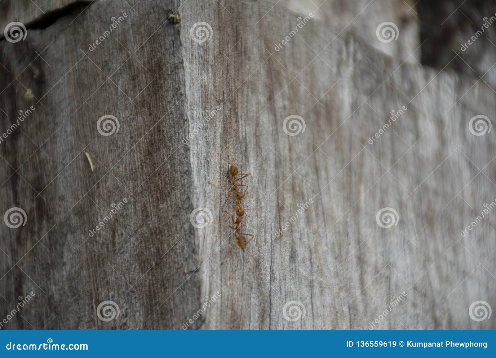 Two Ant Walk and Conversation on Wooden Board Stock Image - Image of ...