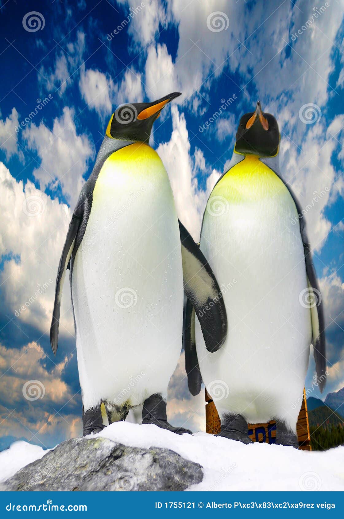 Two antarctic penguins stock image. Image of pretty, life - 1755121