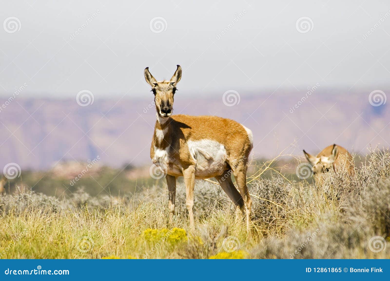 Two antelope grazing stock image. Image of southwest - 12861865