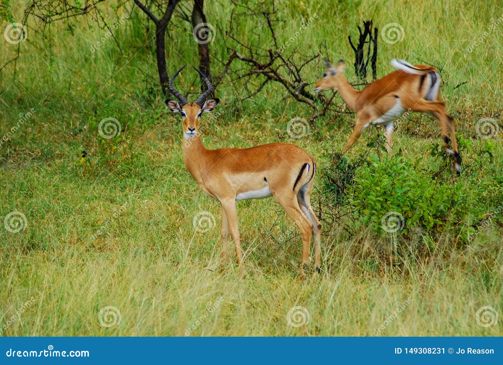 Two Antelope in the Bush of Africa Stock Image - Image of fauna ...