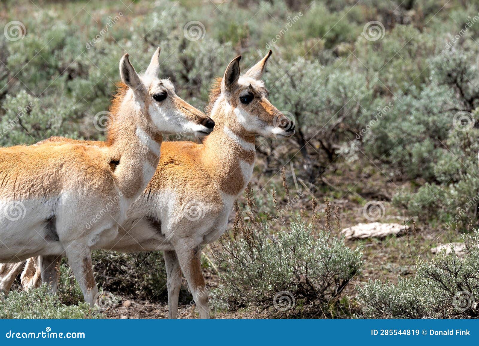 Two Antelope or Pronghorn stock image. Image of natural - 285544819