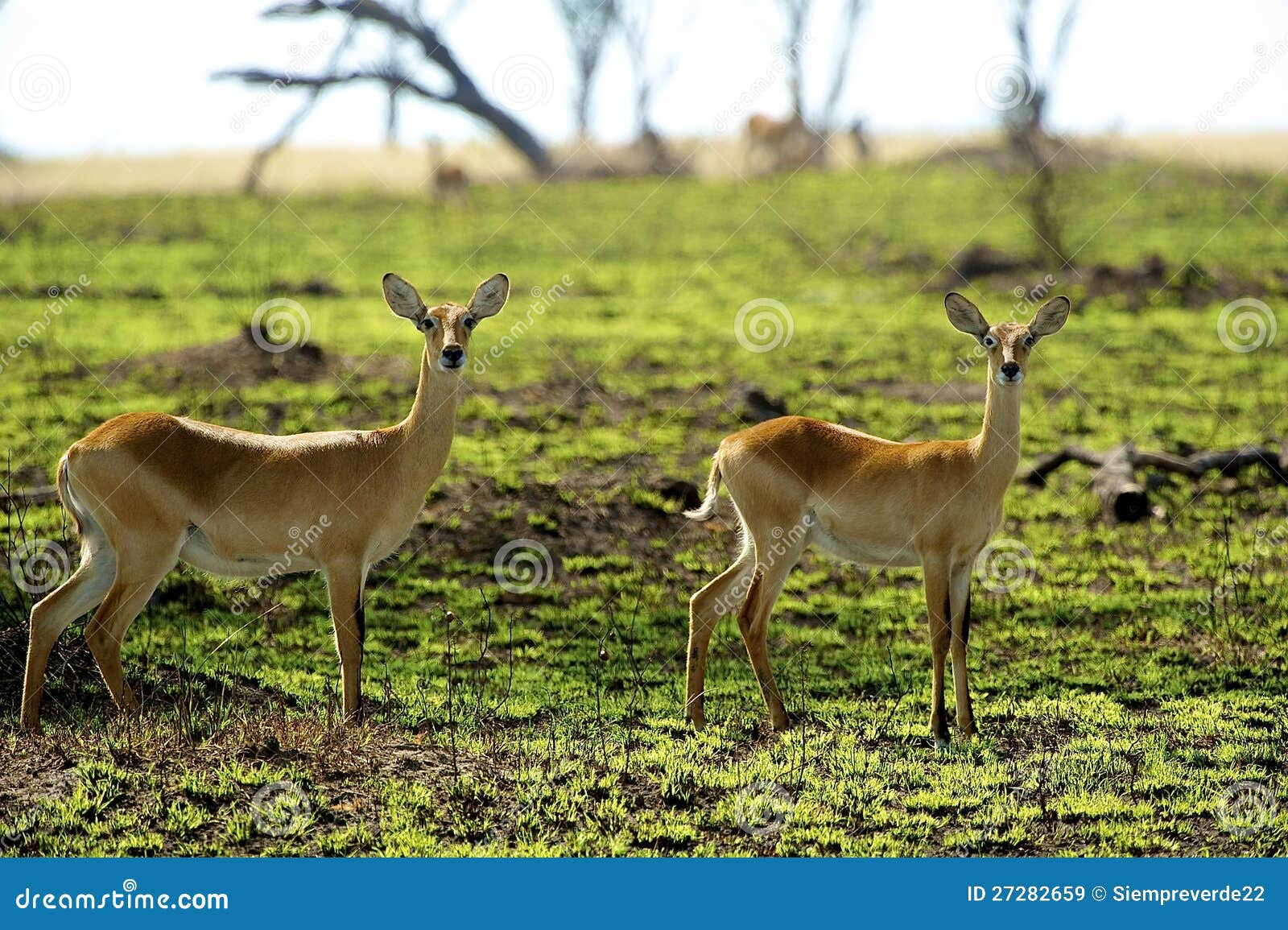 Two antelopes in Africa stock image. Image of horn, family - 27282659