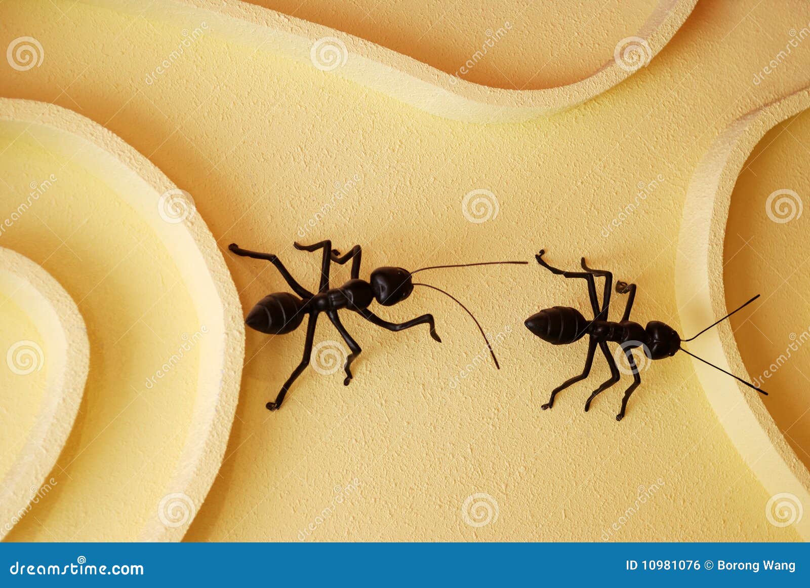 Two ants stock photo. Image of antenna, mate, play, legs - 10981076