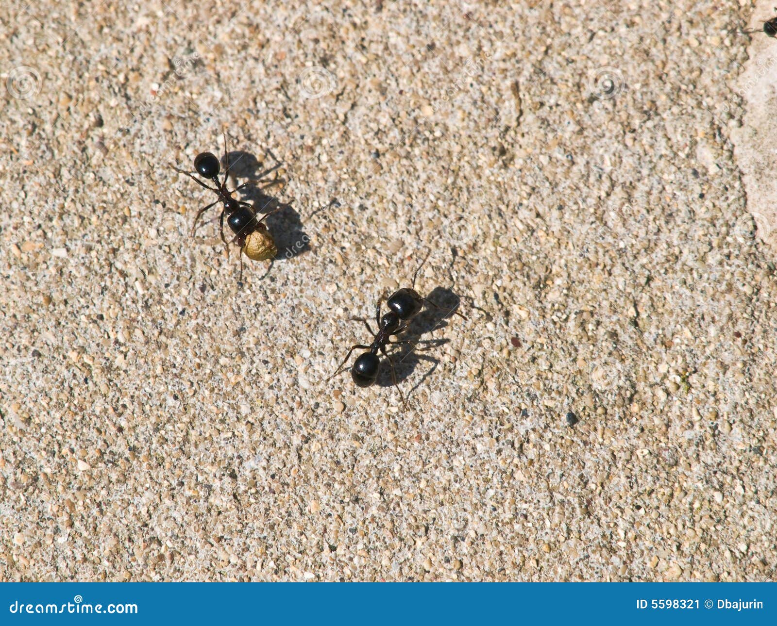 Two ants stock image. Image of together, ants, black, sunny - 5598321