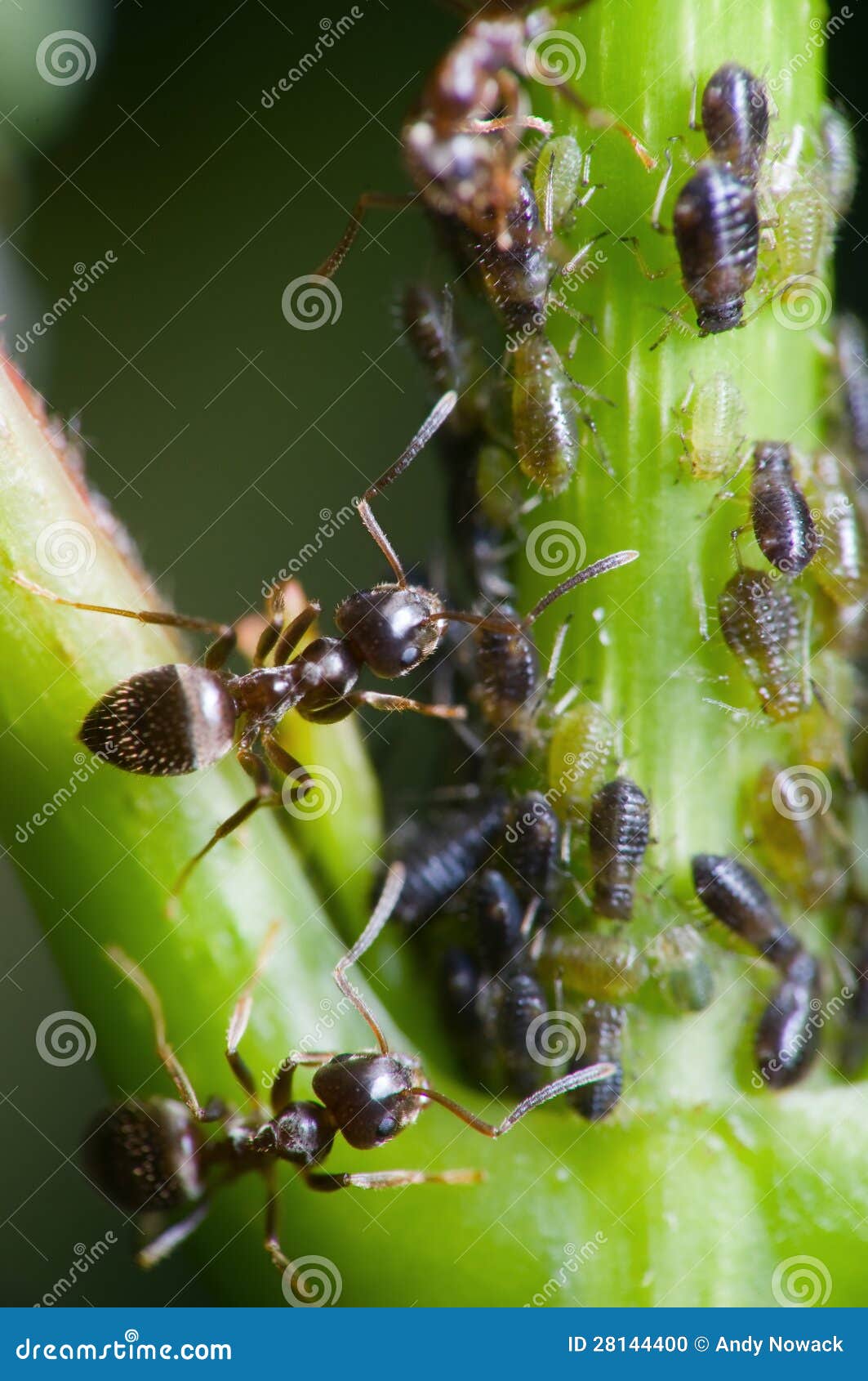 Two ants with aphids stock photo. Image of branch, behavior - 28144400