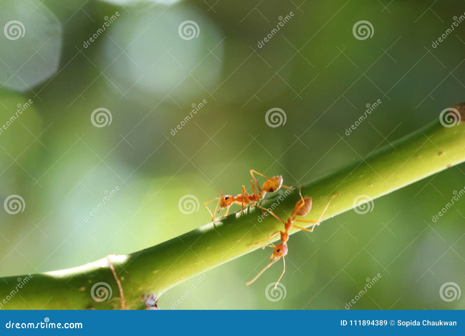 Two Ants Climb in the Trees Stock Image - Image of trees, clinging ...