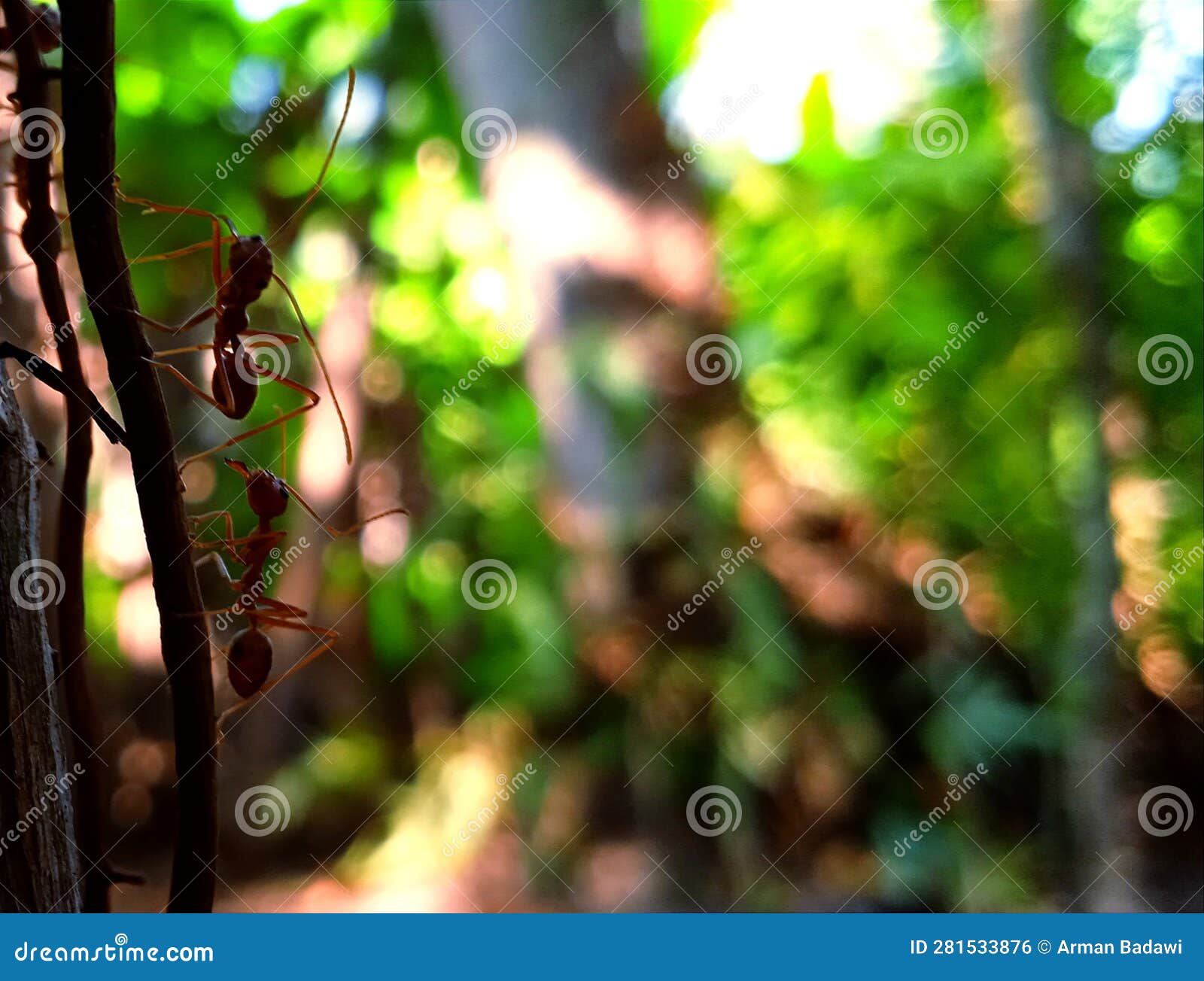 Two Ants Climbing a Tall Tree Stock Photo - Image of animal, tree ...