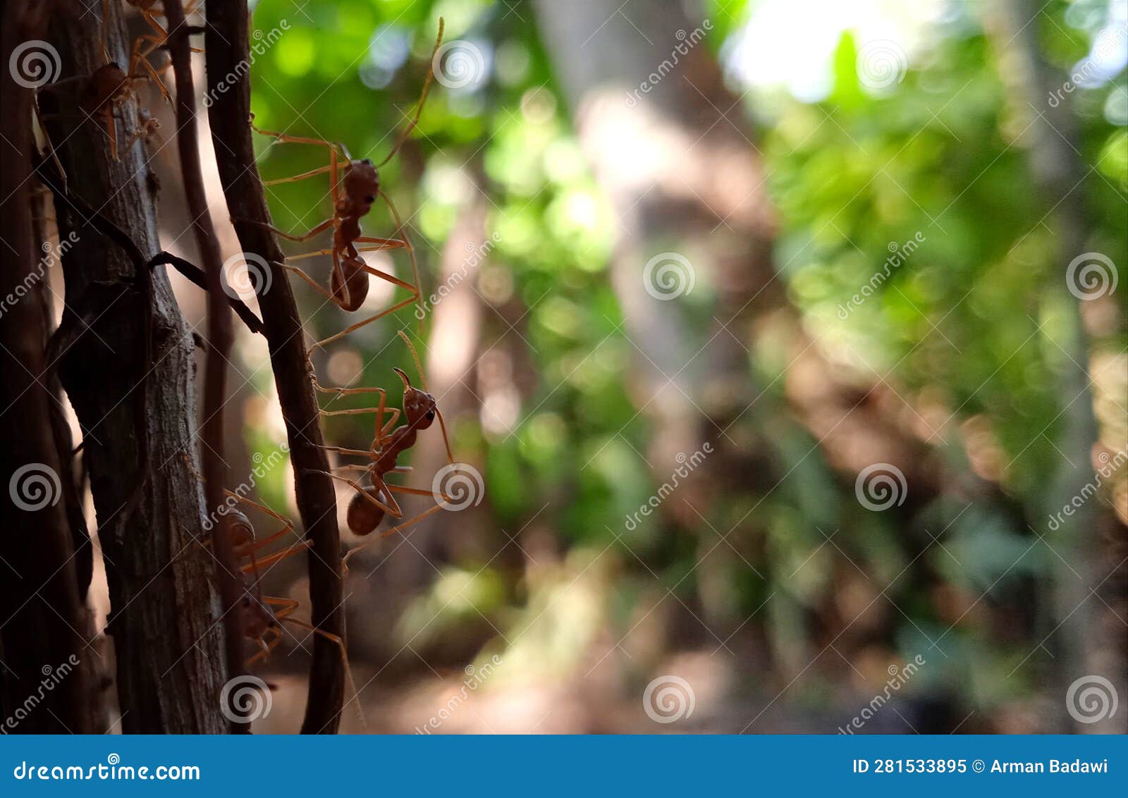 Two ants climbing a tree stock image. Image of flower - 281533895